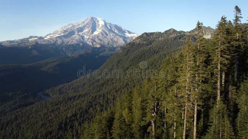 Mount Rainier with Lush Evergreen Forest in Evening Sunlight Stock ...