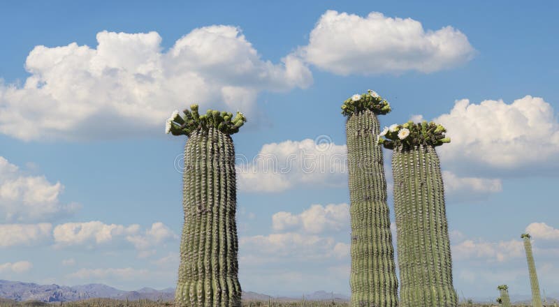 Saguaro Cactus Blooiming with Flowers Arizona Desert Stock Photo ...