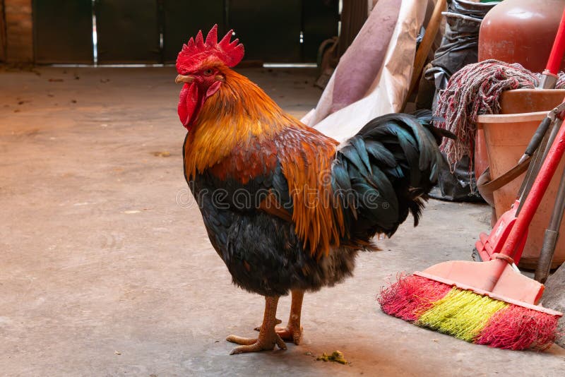 A Defecating Rooster at Horizontal Composition Stock Image - Image of ...