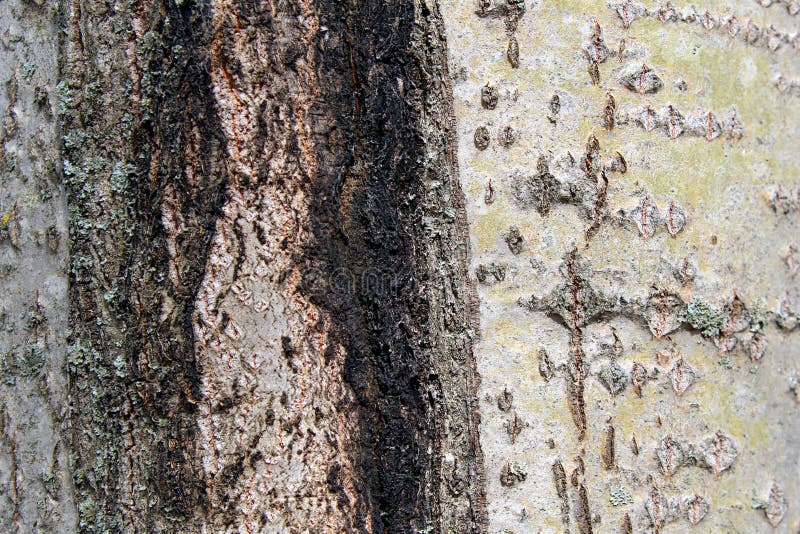 Defective Abstract Texture of Aspen Tree Bark Stock Photo - Image of ...