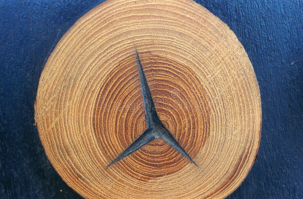 Defects Wood Texture Tree Age Rings Stock Image - Image of concept ...