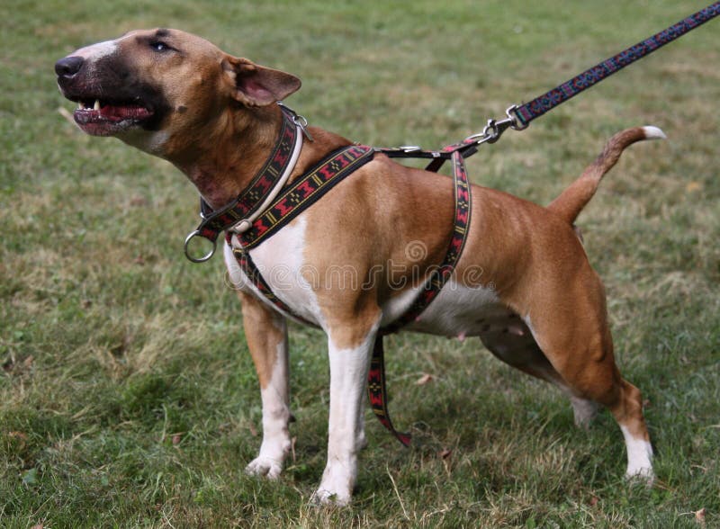 Defence dog stock photo. Image of bulterrier, peace, fluffy - 11125408
