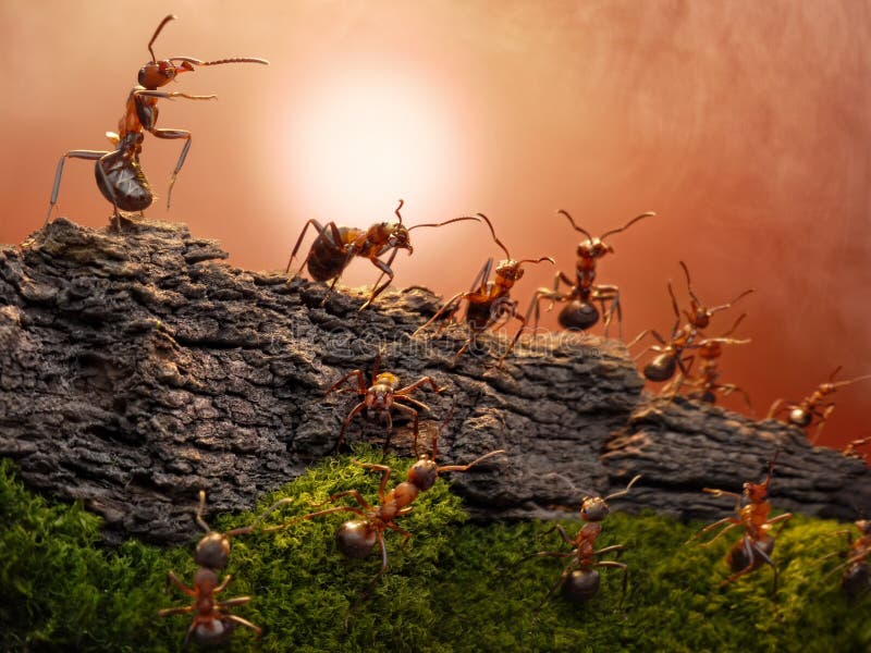 Defence of Great Wall, Ants Wars Stock Image - Image of head, closeup ...
