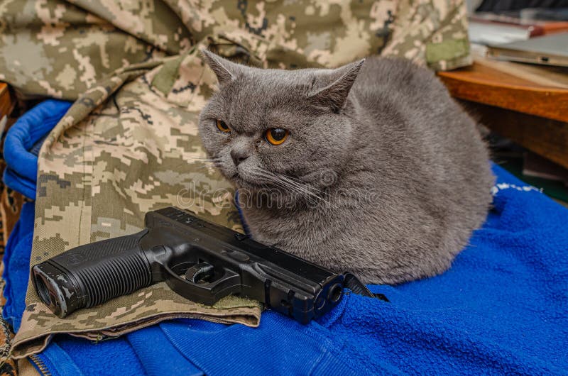 Cats With Machine Guns