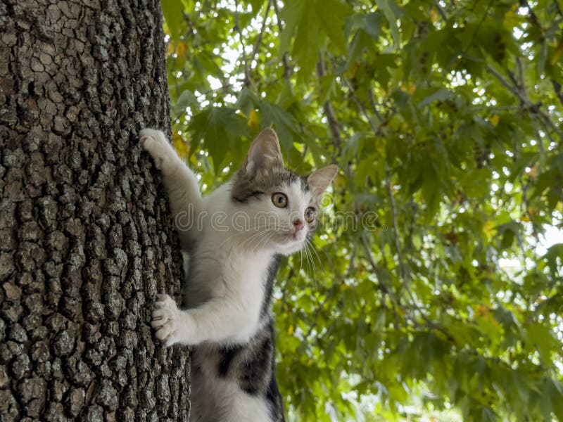 Defense Instinct and Looks of a Little Kitten by Climbing a Tree Stock ...