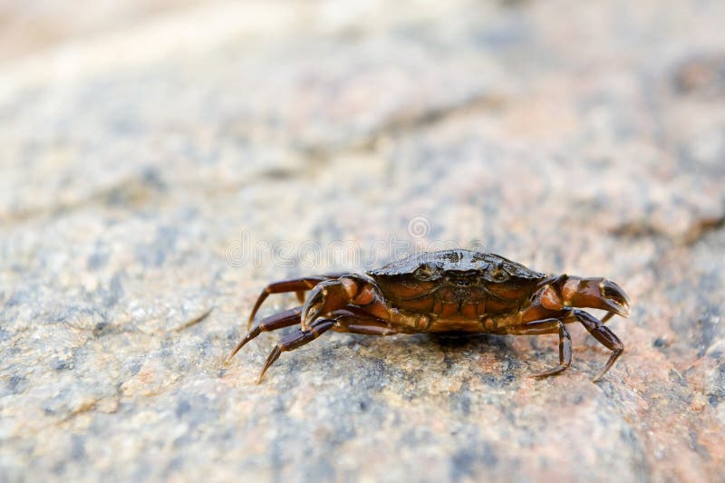 Defensive crab stock image. Image of europe, defense - 10554315