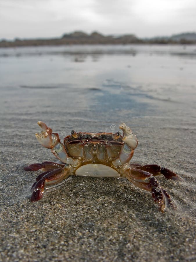 Defensive crab stock image. Image of europe, defense - 10554315