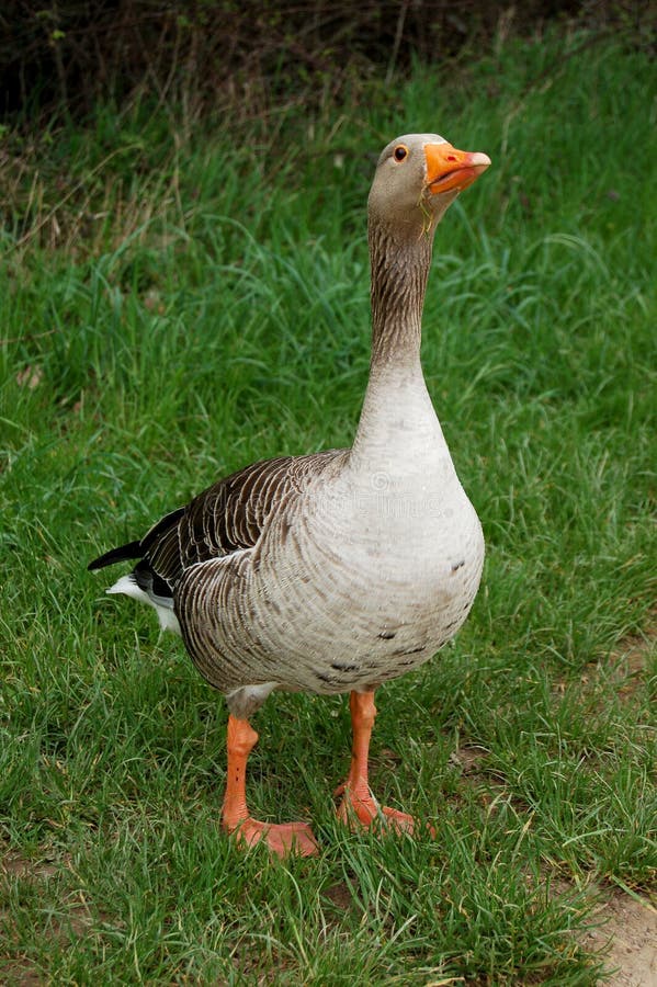 Defensive Graylag Goose Standing Tall In Green Grass Stock Photo ...