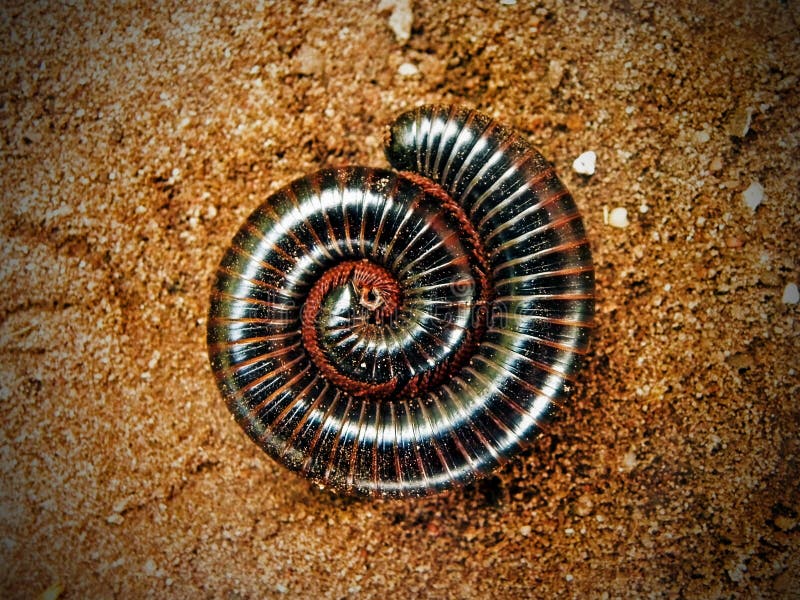 Defensive Millipied stock photo. Image of worms, insects - 21987196