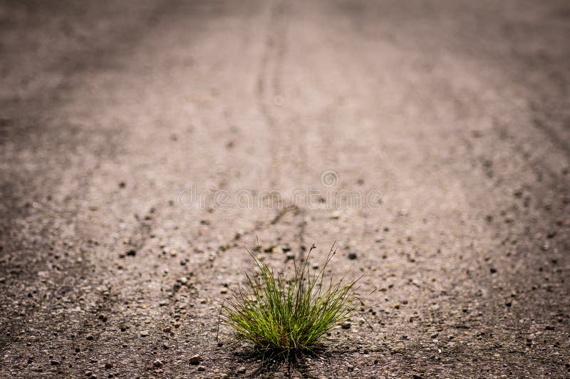 Defiance stock photo. Image of plants, strong, suceed - 33453858