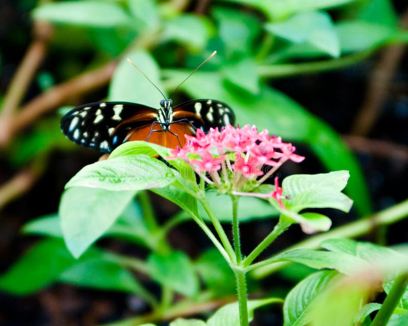 Defiant Butterfly stock image. Image of stand, defiant - 12720545