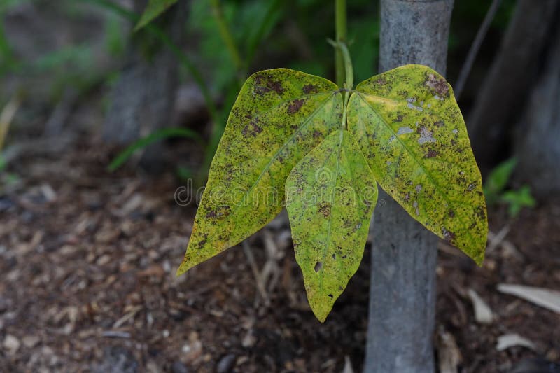 Deficiency of Major Plant Nutrients. Stock Photo - Image of garden ...