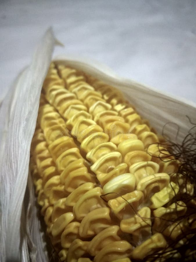 Withered Corn stock image. Image of snapped, crop, plant - 254098249