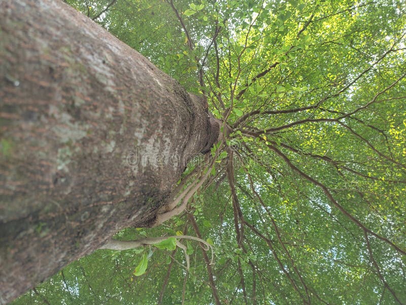 Defocus Beautiful View of Trees Taken from Below Stock Image - Image of ...