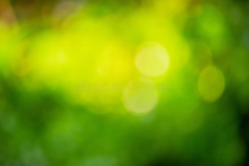 Defocus Light Tree with Green Leaves and Raindrops. Blurred Natural ...