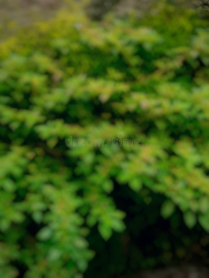 Defocused Abstract Background of Green Leaves Stock Image - Image of ...