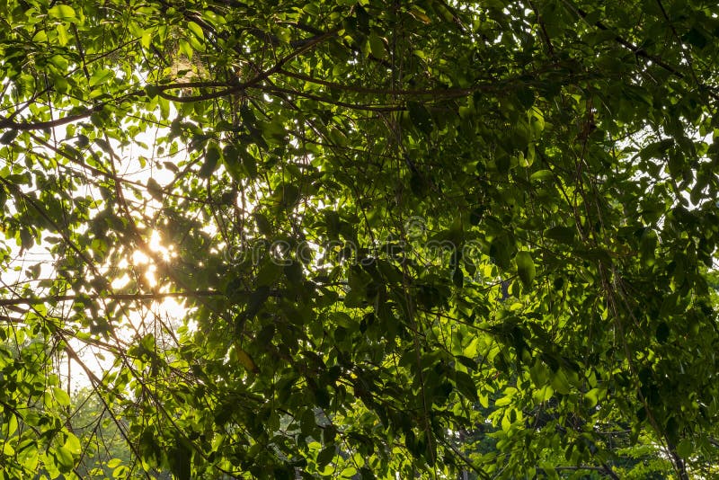 Defocused Abstract Background of Leaves on Green Tree Stock Photo ...
