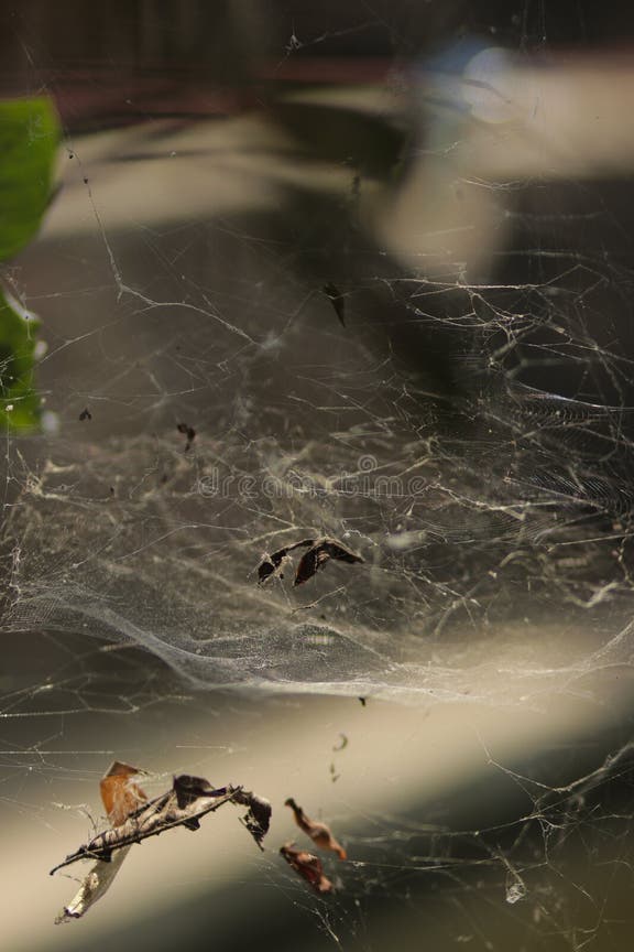 Defocused Abstract Background of a Messy Cobweb or Spider Web in the ...