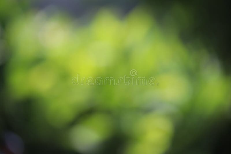 Defocused Abstract Forest Texture Stock Photo - Image of natural, flora ...