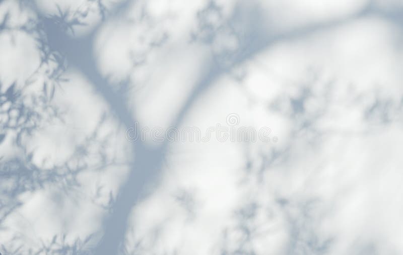 Blurred Shadows of Trees on White Background Stock Photo - Image of ...