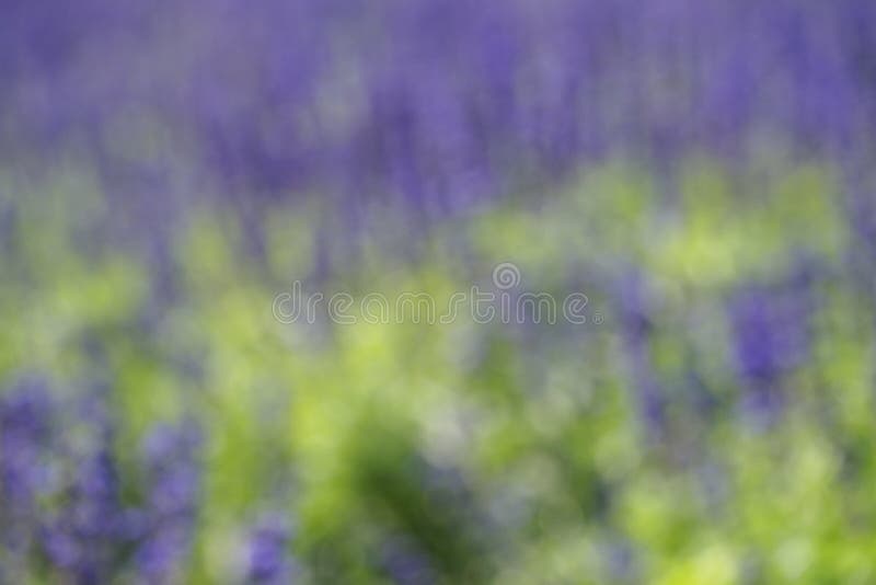 Defocused Colorful Abstract Background. Stock Image - Image of flora ...