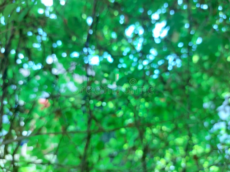 Defocused, Green Leaves Background in the Room. Stock Image - Image of ...
