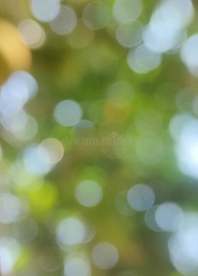 Defocused Mango Tree Abstract Background Stock Image - Image of ...