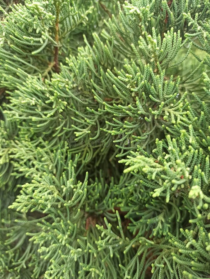 Defocused Object of Cupressus Sempervirens with Mist Condition in the ...