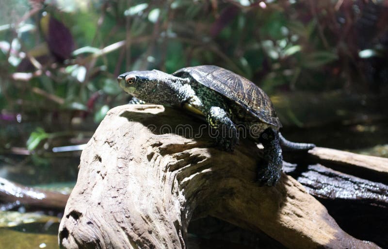 Turtle Sitting By The Water Raising His Head On A Sunny Day. Light And ...