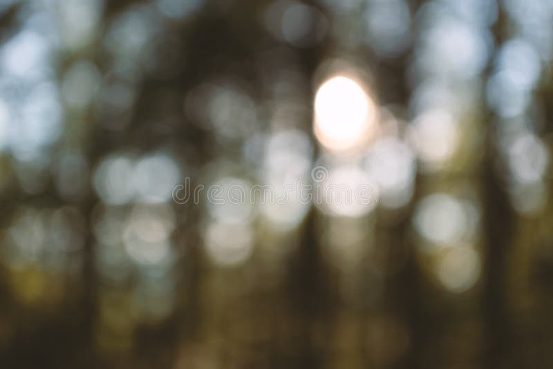 Defocused Shiny Forest Abstract Background. Glowing Sunshine Nature ...