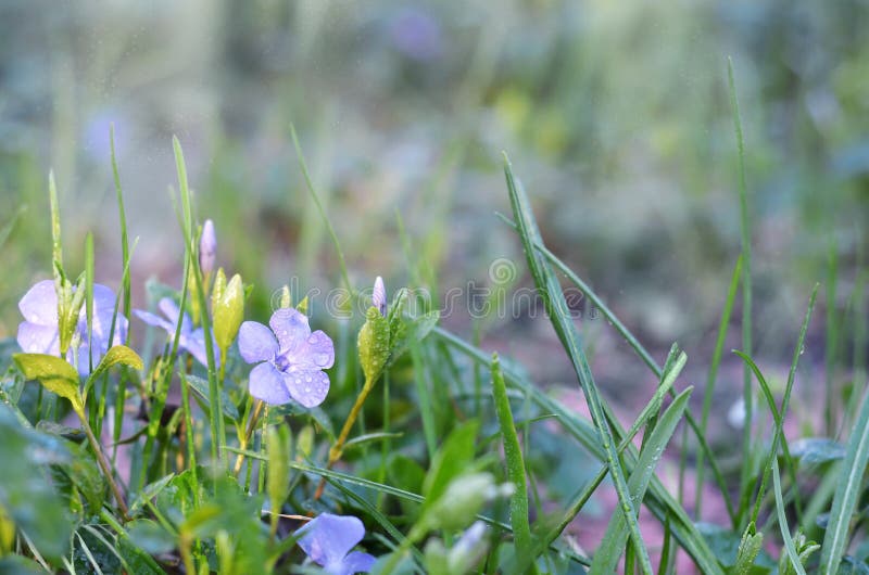 Defocused Spring Background with a Flowered Periwinkle Stock Image ...