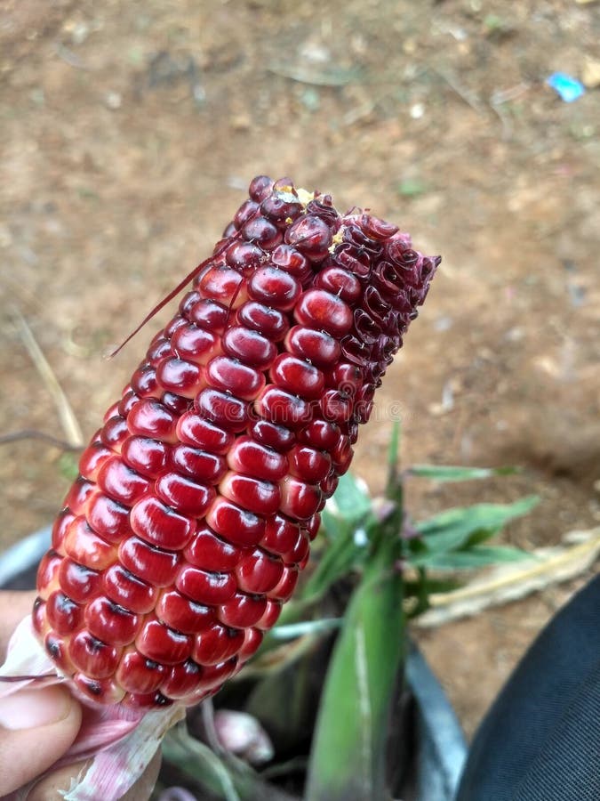 Defocused Sweet Red Corn Plant Stock Photos - Free & Royalty-Free Stock ...