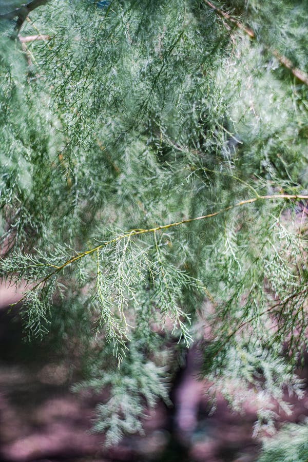 Defocused tree leaves stock photo. Image of outdoor - 284822616