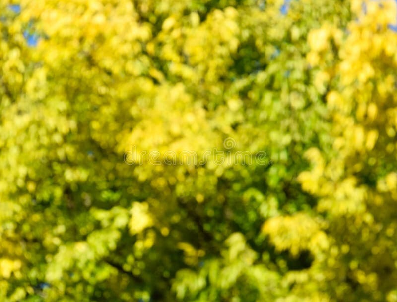 Defocused Tree Leaves in Autumn Backgrounds Stock Image - Image of ...
