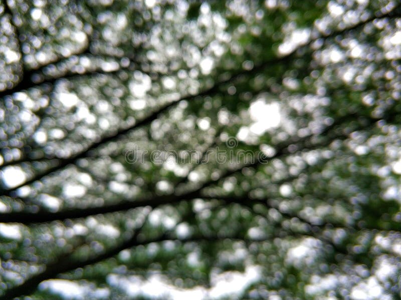 Defocused Trees and Branches Background Stock Photo - Image of located ...