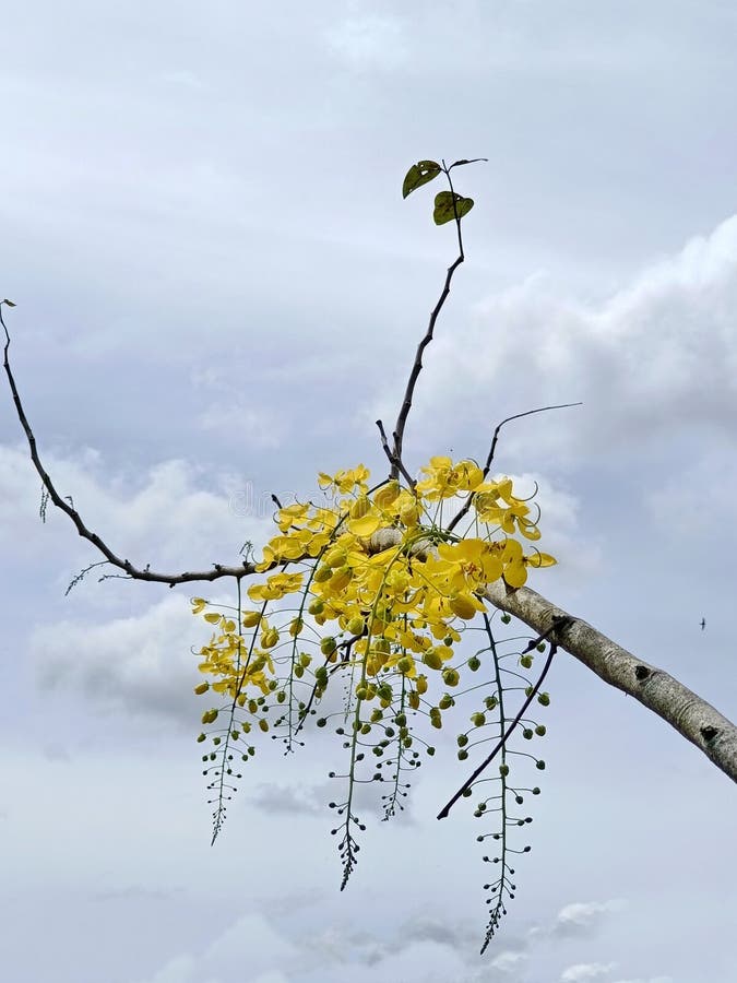 Defocused View of a Bunch of Yellow Flowers Hanging Down from the Tree ...