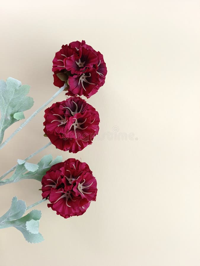 Defocused View of Red Artificial Carnations Isolated on Light Yellow ...