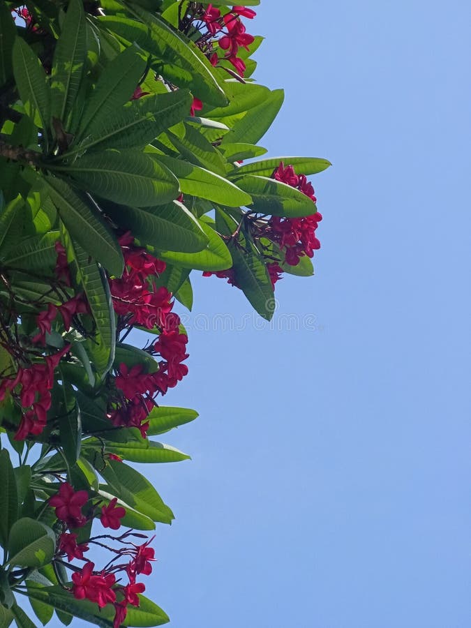 Defocused View of Red Frangipani Flowers Isolated on Blue Sky ...