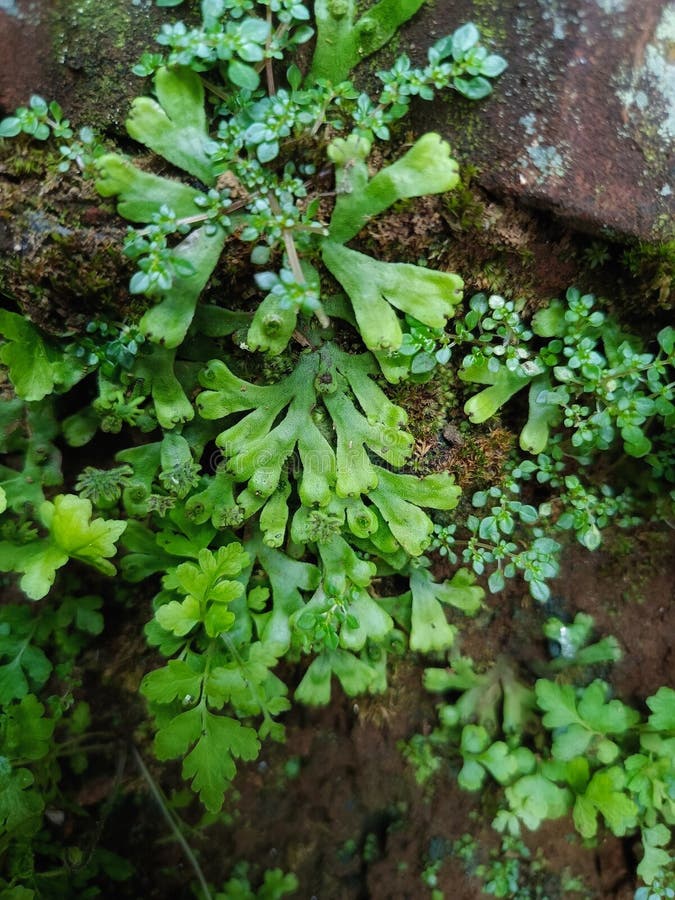 Defocused Wild Plants Names Hepaticopsida Stock Photo - Image of ...