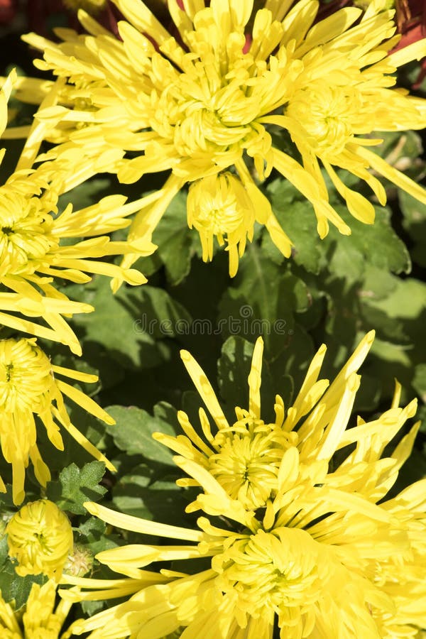 Defocused Yallow Rose Background Stock Photo - Image of greeting ...