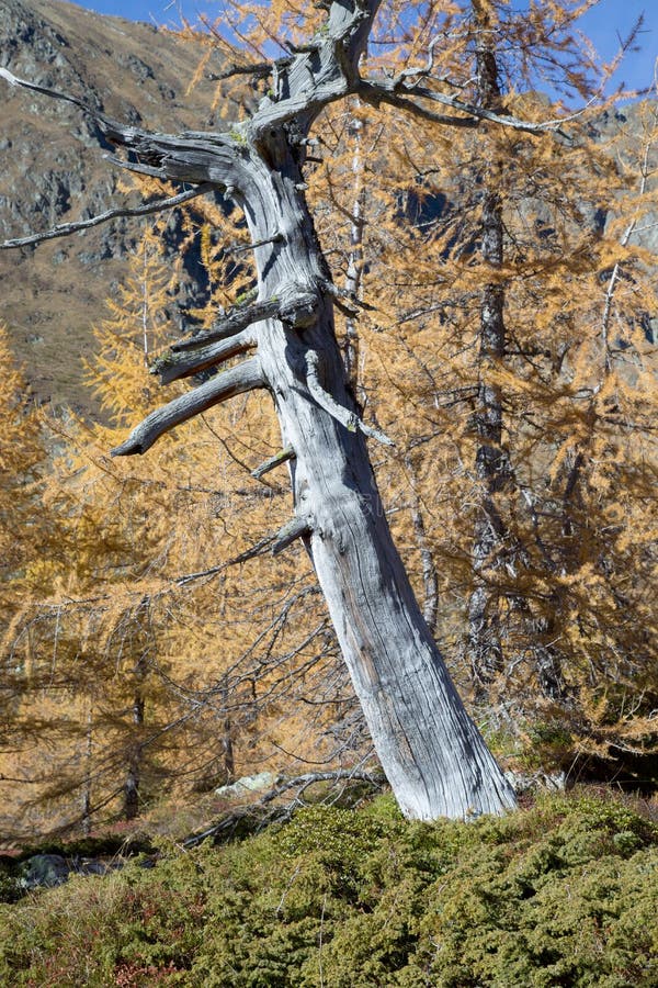 Defoliated larch tree stock image. Image of foliage, tree - 80083573