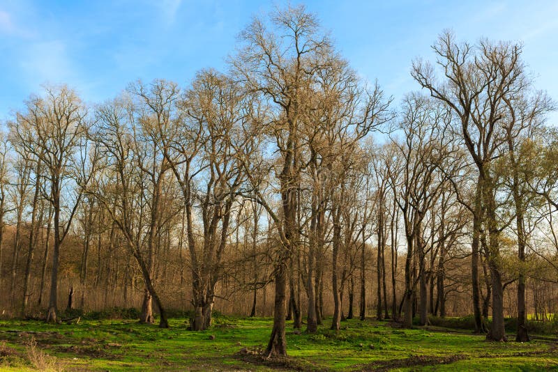 Defoliated trees on street stock image. Image of plant - 13467709