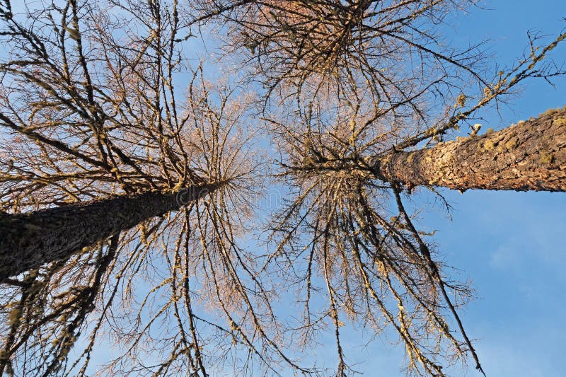 Defoliated and Leafless Trees Stock Photo - Image of deciduous, tree ...