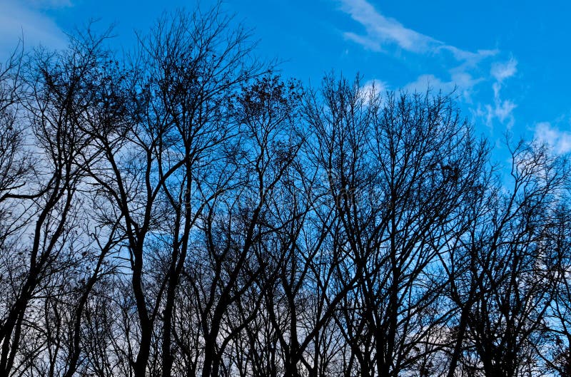 Defoliated Trees in Winter stock photo. Image of blue - 35635928