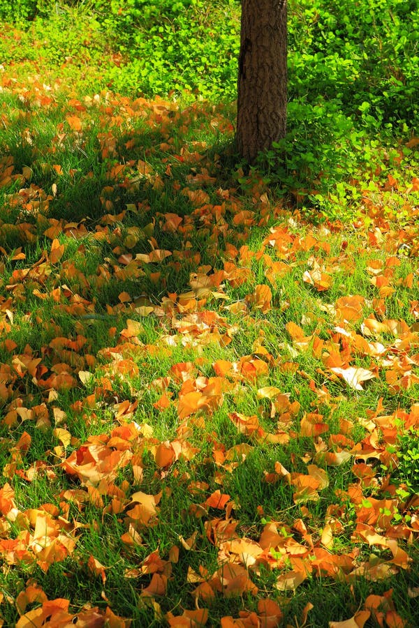 Defoliation stock image. Image of inverted, landscape - 16744991
