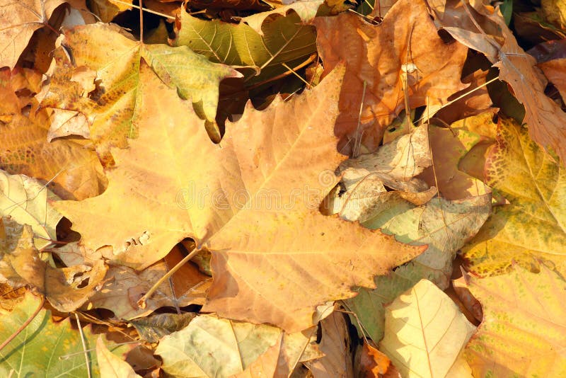Defoliation stock photo. Image of autumnal, sycamore - 27522308
