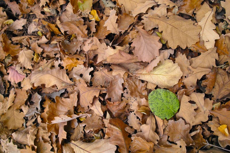 Defoliation foto de stock. Imagem de outono, naughty - 45849636