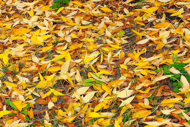 Defoliation stock photo. Image of tree, nature, time - 48525878