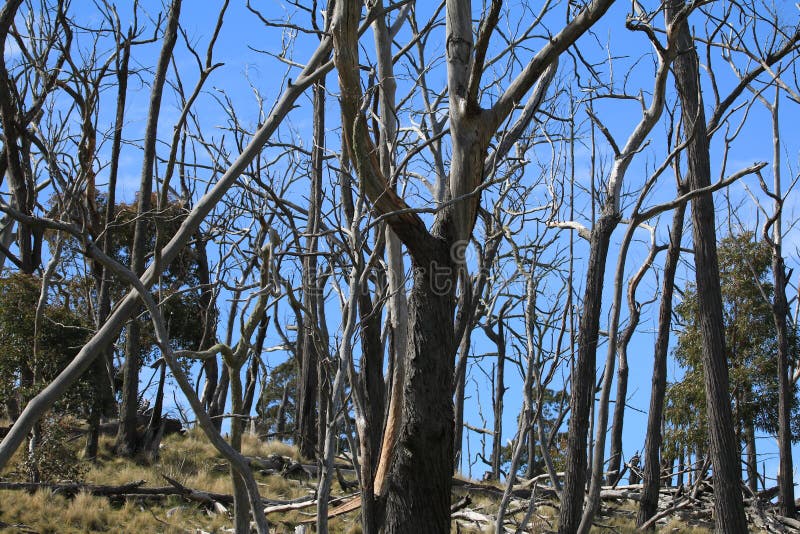 Defoliation stock photo. Image of burnt, trees, bush - 43736782