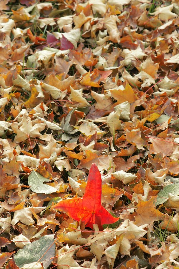 Defoliation stock photo. Image of tree, deciduous, maples - 35222854